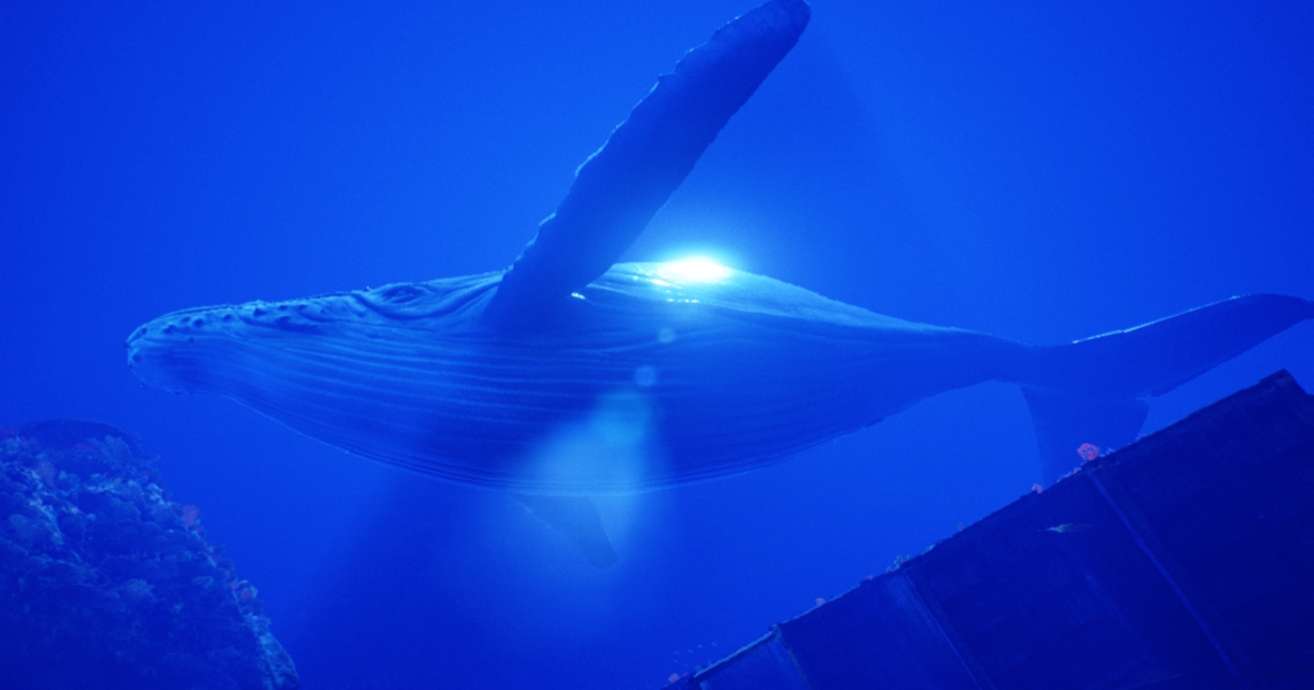 Iron Fish Preview | GameGrin