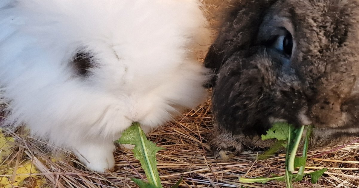 Five Best Rabbits in Gaming | GameGrin