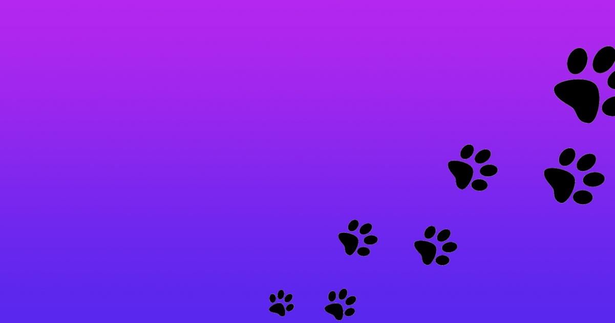 Roxy Raccoon Review | GameGrin